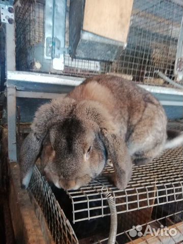 Кролики бараны