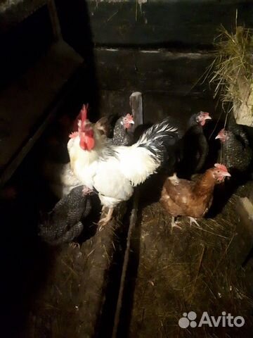 Петух породы Пушкинской