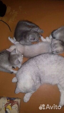 Красивые британцы