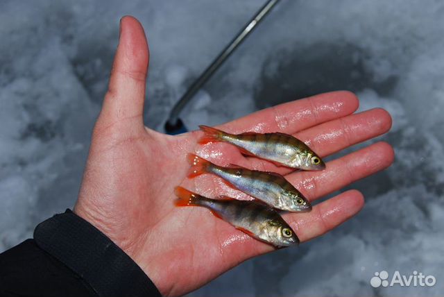 Живец окунь