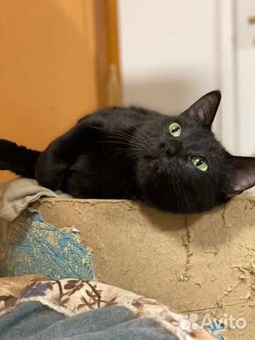 Черная кошка-пантера