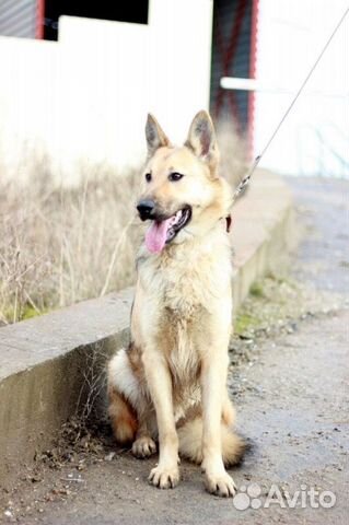 Мягкий пёсик