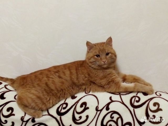 Васятка 1.8 г. Кастрирован