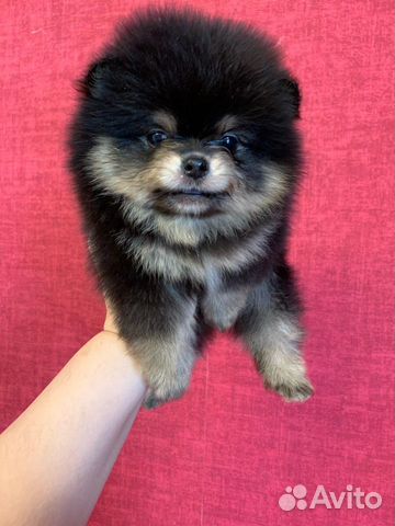 Шпиц пом.шпиц