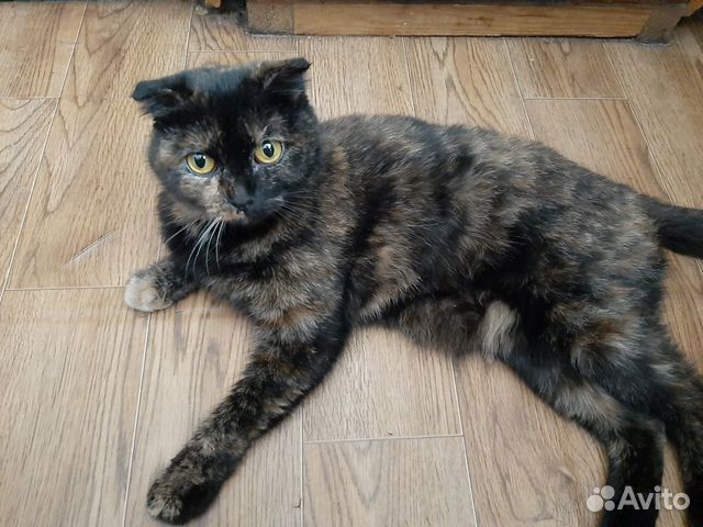 Кошка ищет дом