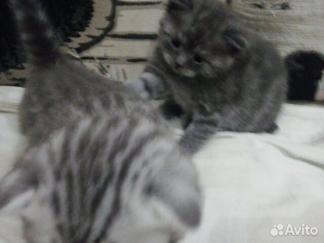 Котики шотландцы