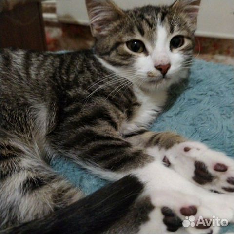 Кошачий ребенок