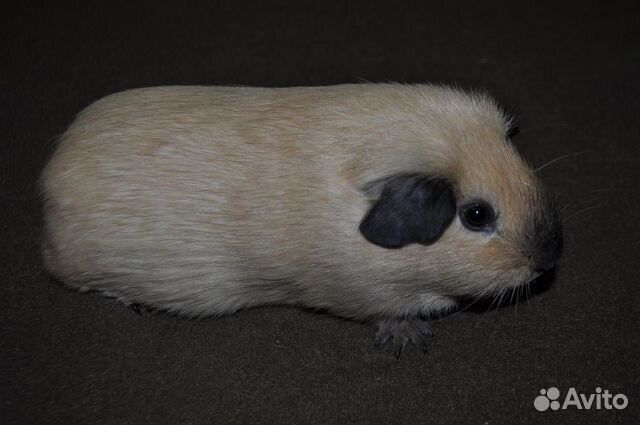 Морские свинки мальчики