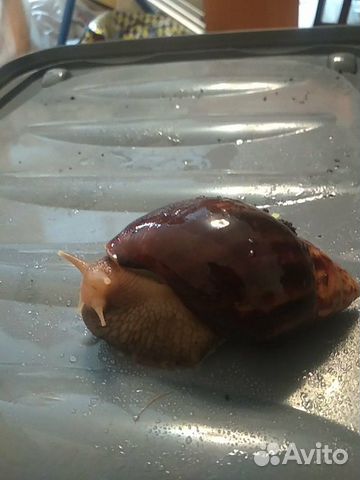 Улитята улитки (ахатины) продаю и яйца и улитят