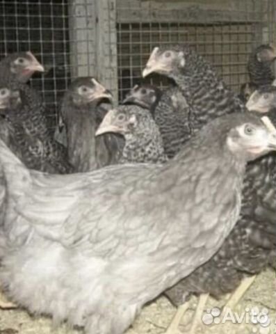 Цыпленок Доминант