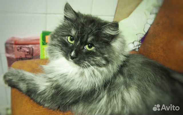 Котодети из приюта ищут своих родителей
