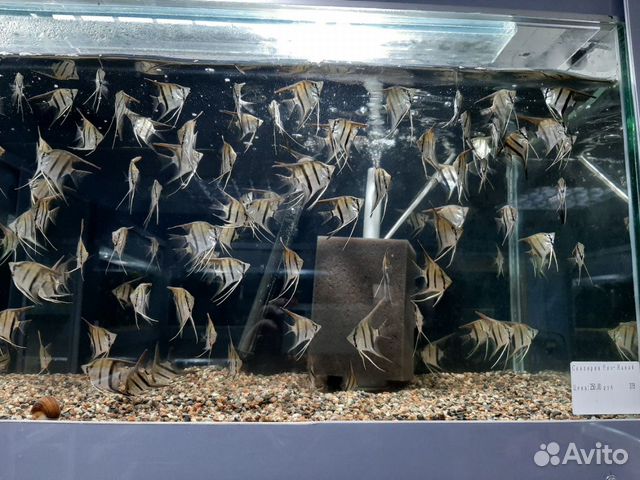 Скалярия Рио-Нанай (Перуанский Альтум)