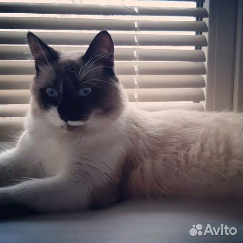 Кот:)