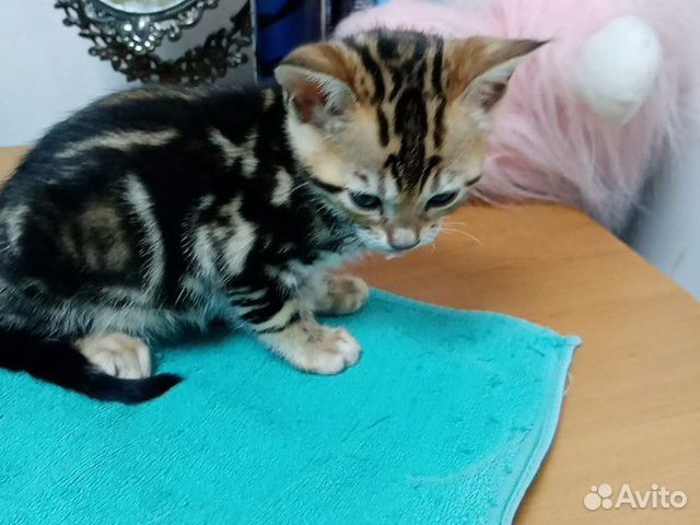 Бенгальская