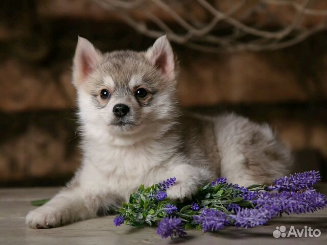 Мини хаски - помски