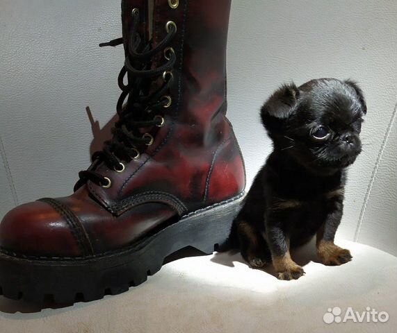 Крошка брабантик