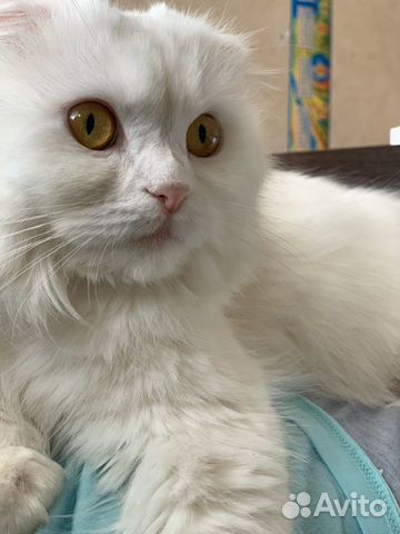 Вислоухая Кошечка на вязку