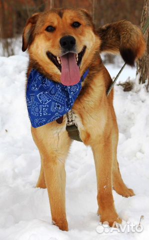 Компаньон и хороший охранник