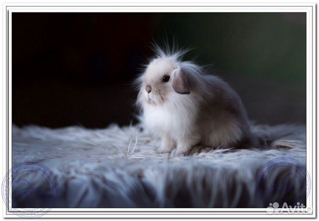 Сиамский вислоухий львиноголовый крольчонок Блай