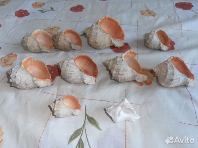 Морские раковины или ракушки