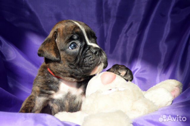 Очаровательные тигрули