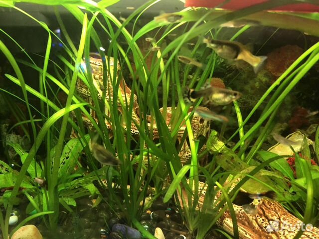 Гуппи малыши