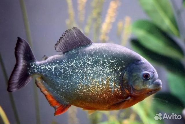 Пираньи наттерра