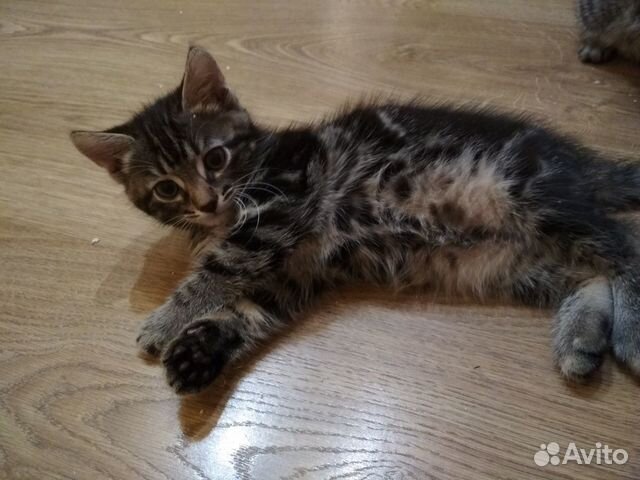 Котик