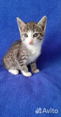 Кошка