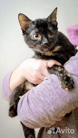 Кошка в добрые руки