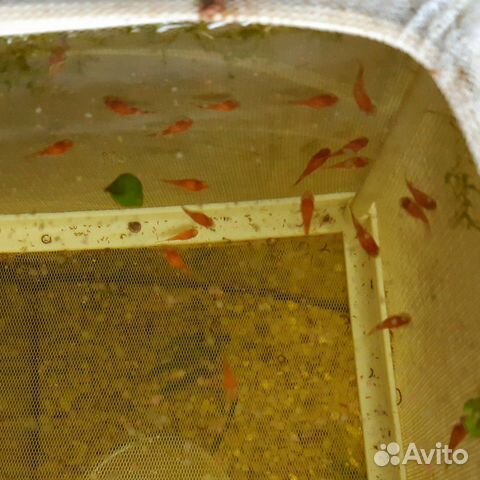 Мальки красной пецилии