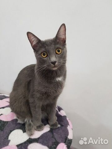 Русская голубая