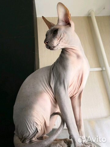 Вязка. Донской сфинкс