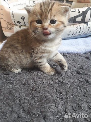 Скотиш фолд(золотистая шиншилла)