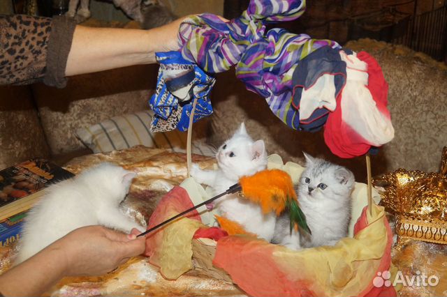 Экзоты 2 мес мальчики и девочки