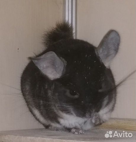 Шиншилленок.Мальчик.2мес.черный бархат