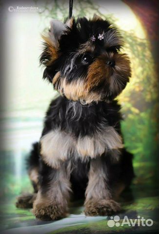 Очень красивые малыши Йоркширского терьера