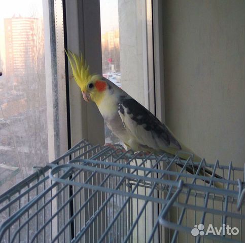 Попугай Карелла