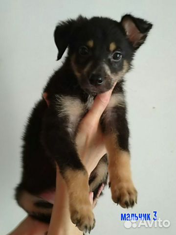 Щенки в дар