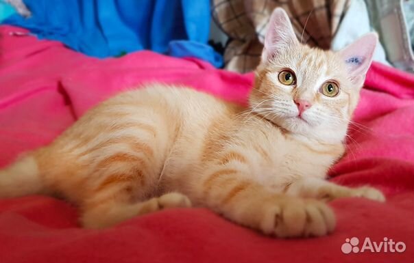 Котенок Шафрана