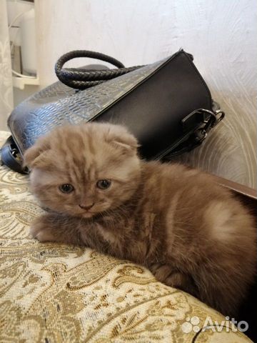 Шотландские котята