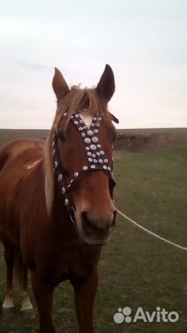 Лошадь донской породы в холке 1.70 м. Возраст 6 ле