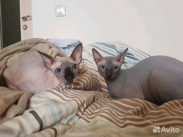Котята канадского сфинкса
