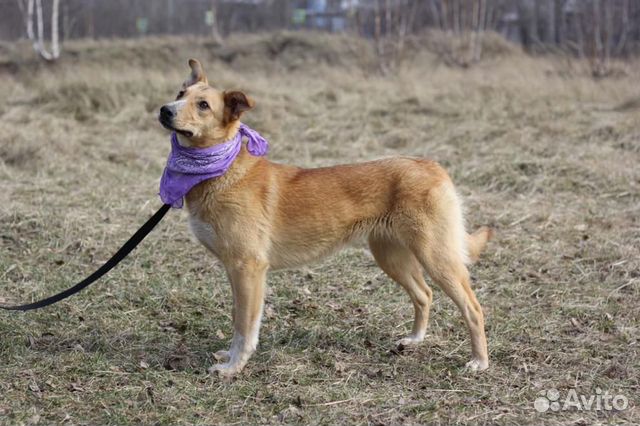 Собака Сандра из приюта ищет дом