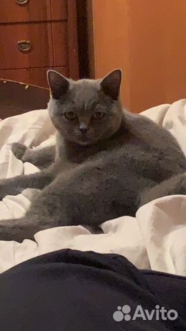 Британский котенок