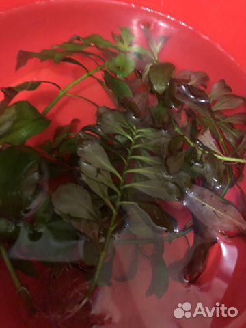 Аквариумные растения обменяю на улитки