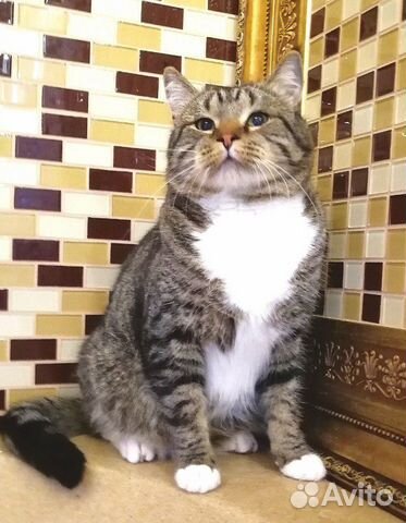 Красавец Лукас в добрые руки