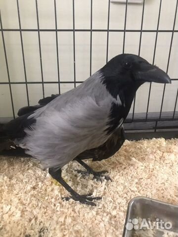 Серая ворона