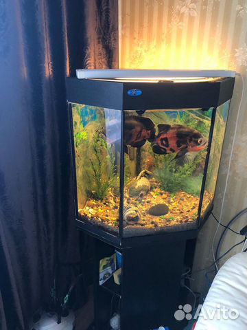 Аквариум