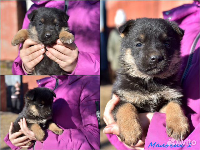 SOS, щенки брошенной немецкой овчарки в добрые рук